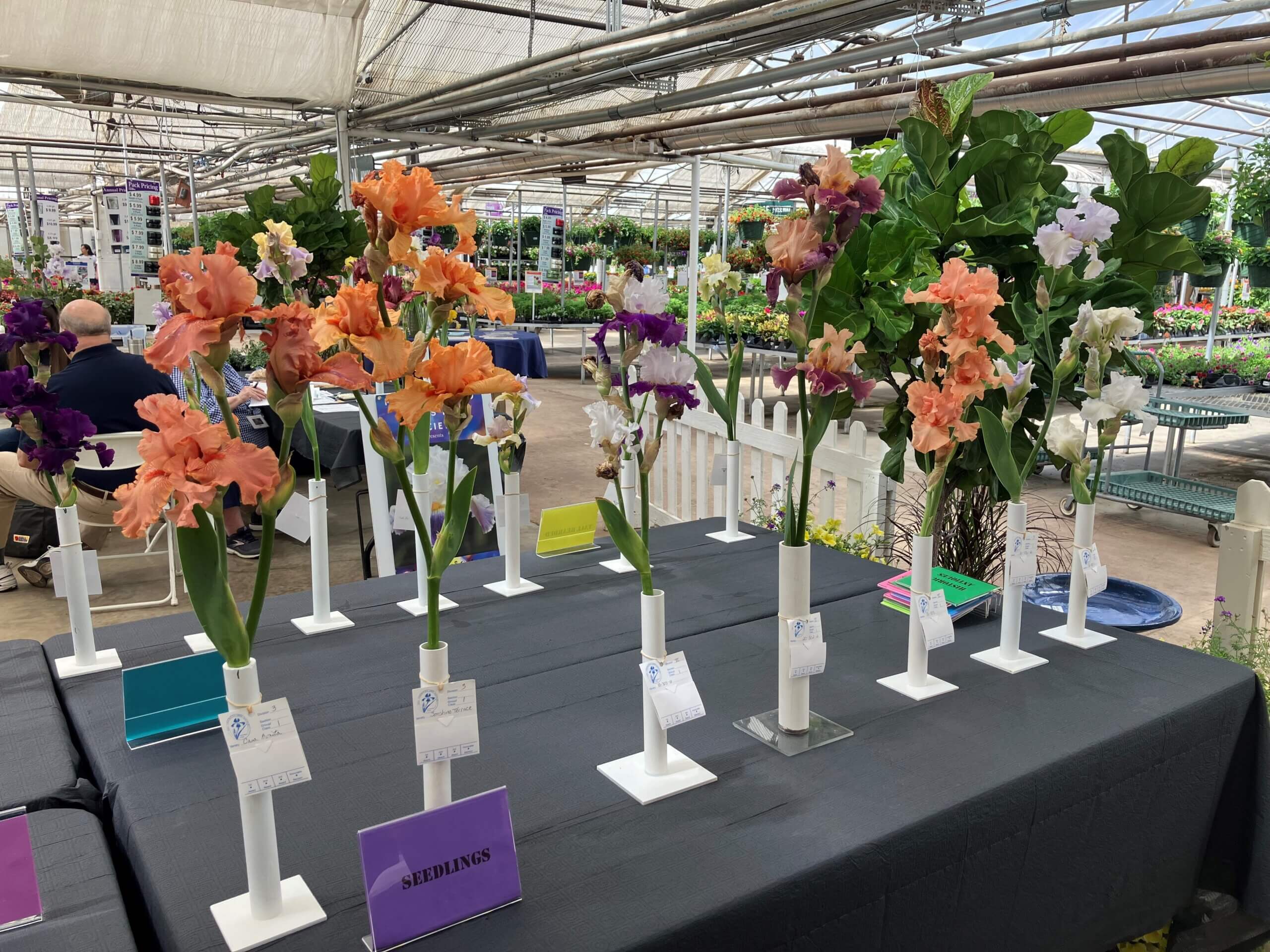 Iris Show with the American Iris Society - The Hudson Gardens & Event Center